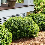 Sprinter® Boxwood For Sale Online | The Tree Center