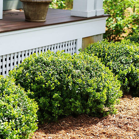 Sprinter® Boxwood For Sale Online | The Tree Center