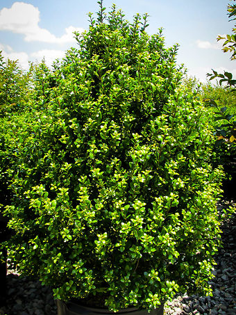 Nasa Holly For Sale Online | The Tree Center