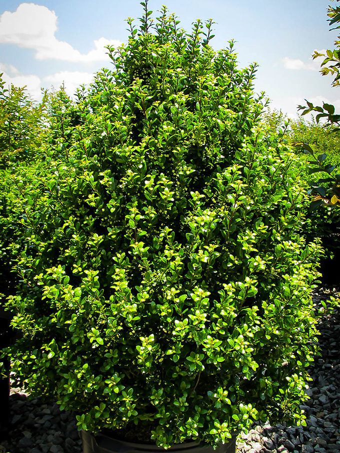 Buy Holly Trees | Holly Bushes & Trees For Sale | The Tree Center