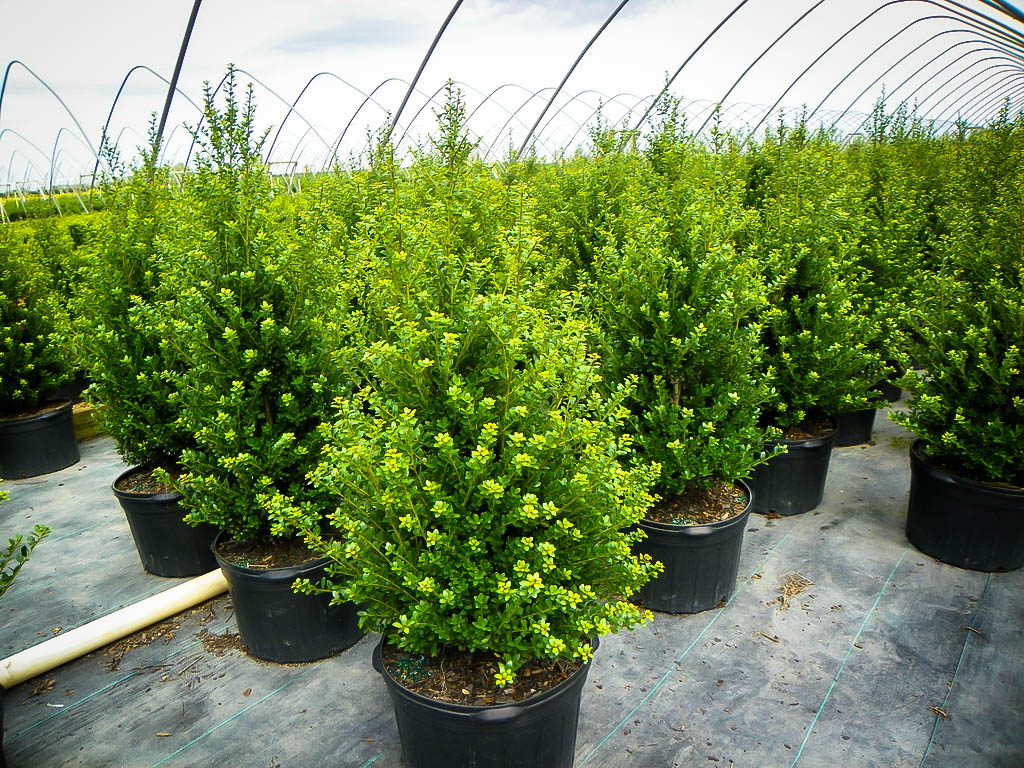 Steeds Upright Japanese Holly For Sale Online | The Tree Center