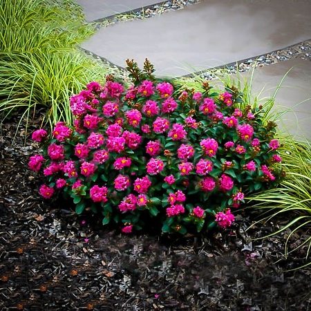 Strawberry Dazzle Crape Myrtle For Sale Online | The Tree Center