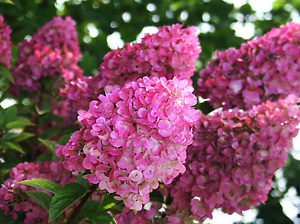 Strawberry Sundae Hydrangea For Sale Online | The Tree Center