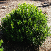 Strongbox® Inkberry Holly For Sale Online | The Tree Center