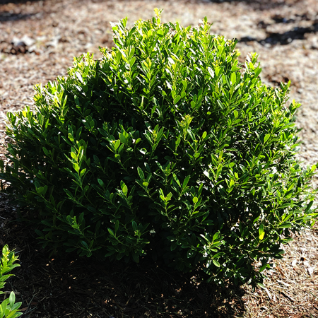 Strongbox® Inkberry Holly For Sale Online | The Tree Center