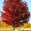 Sun Valley Red Maple Trees For Sale Online | The Tree Center