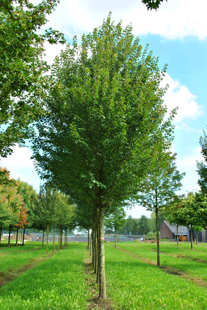 Sun Valley Red Maple Trees For Sale Online | The Tree Center