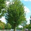 Sun Valley Red Maple Trees For Sale Online | The Tree Center