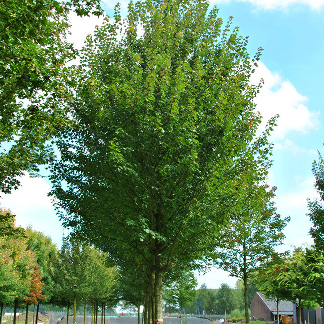 Sun Valley Red Maple Trees For Sale Online | The Tree Center