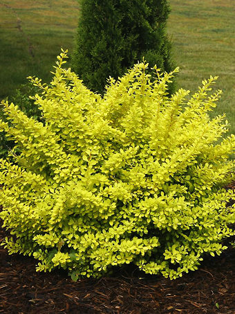 SUNJOY Tangelo Barberry For Sale Online | The Tree Center