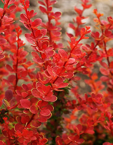 SUNJOY Tangelo Barberry For Sale Online | The Tree Center