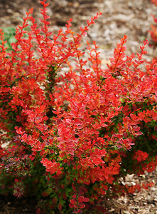 SUNJOY Tangelo Barberry For Sale Online | The Tree Center