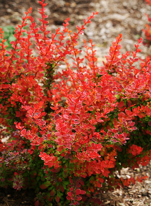 SUNJOY Tangelo Barberry For Sale Online | The Tree Center