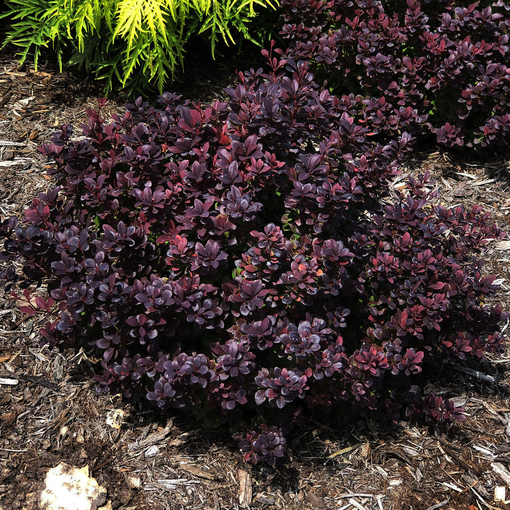Sunjoy® Todo Barberry For Sale | The Tree Center