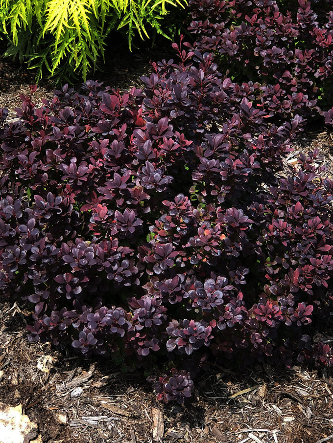 Rose Glow, Rosy Glow Barberry | The Tree Center