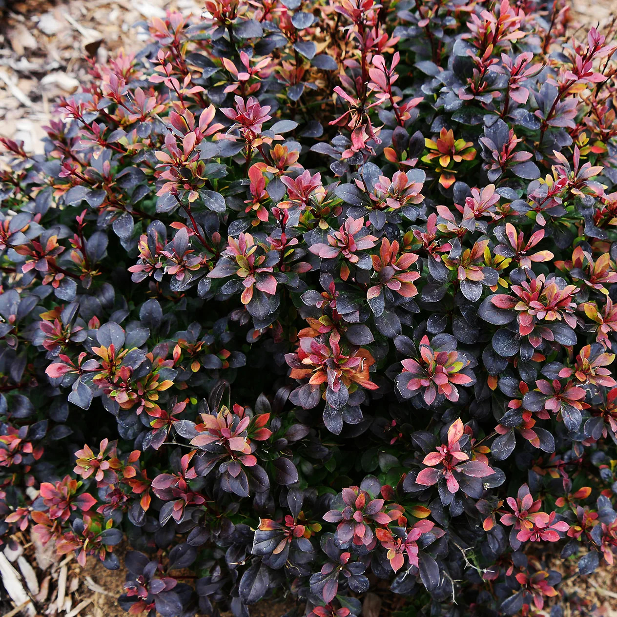 Sunjoy® Todo Barberry For Sale | The Tree Center