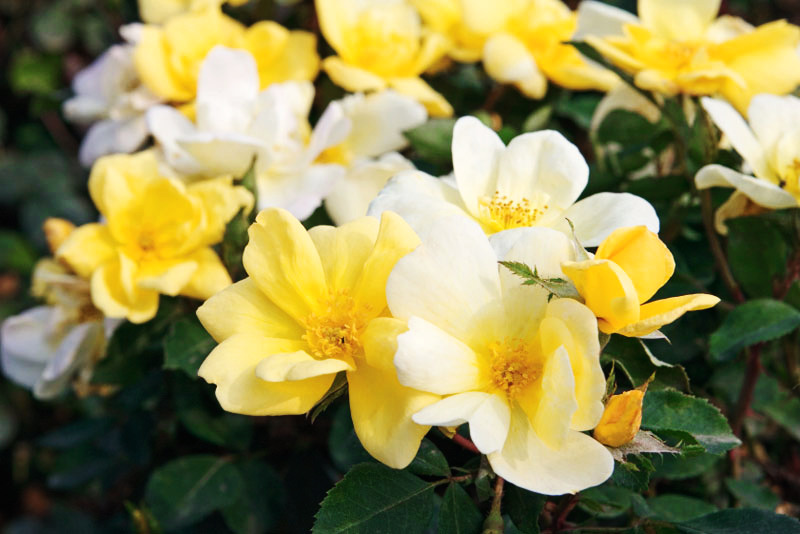 Sunny Knockout Rose Trees For Sale | The Tree Center