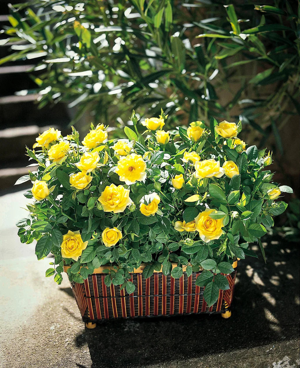 Sunny Knockout Roses For Sale Online | The Tree Center