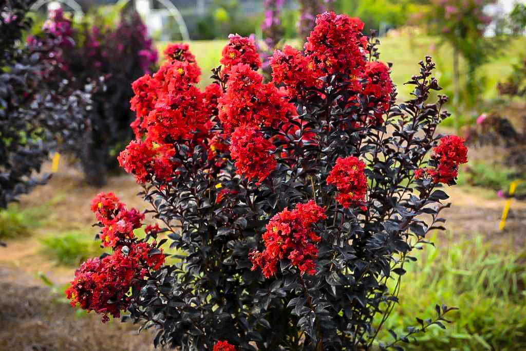 Sunset Magic Crape Myrtle Shrubs For Sale | The Tree Center