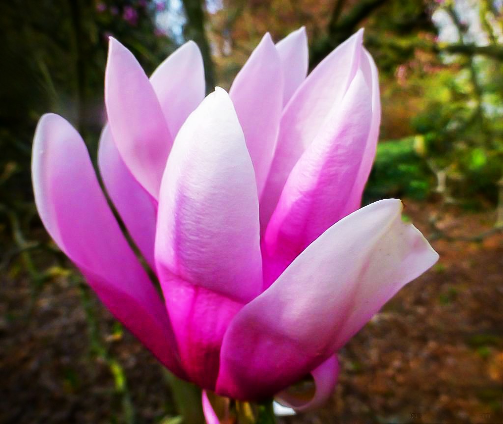 Susan Magnolia For Sale Online | The Tree Center