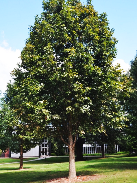 Swamp White Oak For Sale Online | The Tree Center