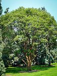 Moonglow® Sweetbay Magnolia For Sale Online | The Tree Center