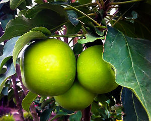 Tangy Green Urban Apple Tree For Sale Online | The Tree Center