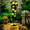 Tangy Green Urban Apple Tree For Sale Online | The Tree Center
