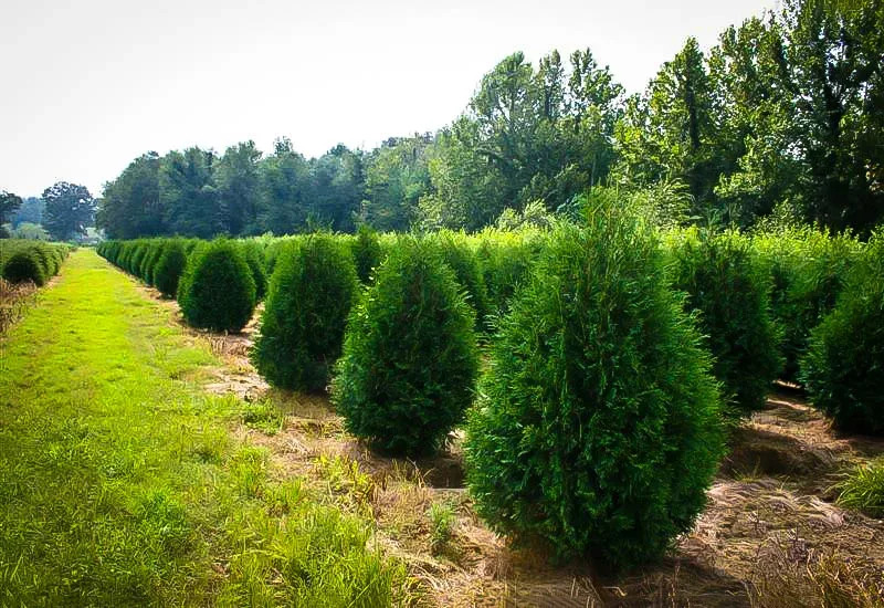 Techny Arborvitae Trees For Sale Online | The Tree Center