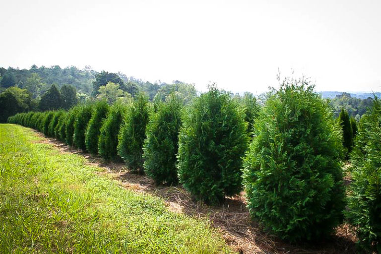 Techny Arborvitae Trees For Sale Online | The Tree Center
