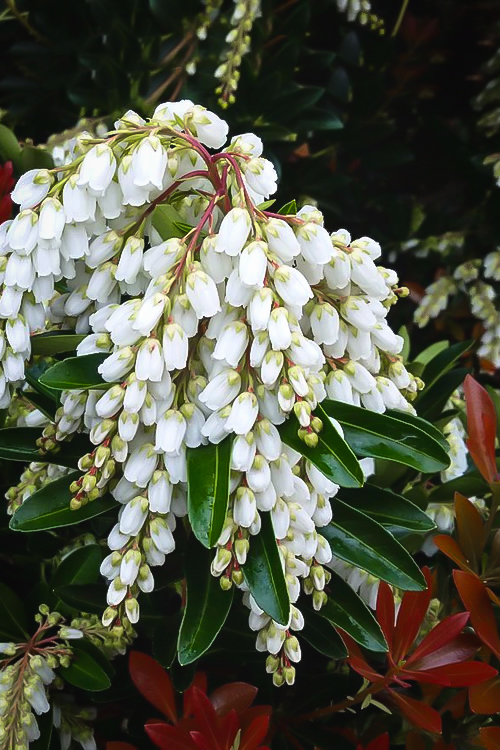 Temple Bells Pieris For Sale Online | The Tree Center