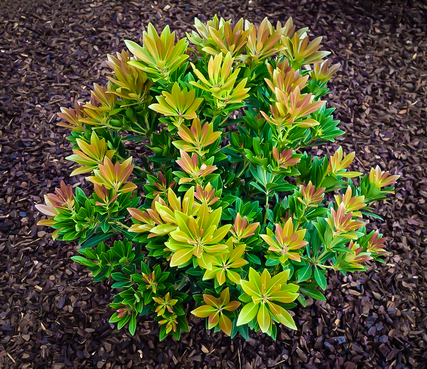 Temple Bells Pieris For Sale Online | The Tree Center