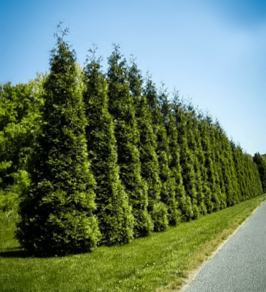 Best Screening Trees | Complete Guide to Best Privacy Trees