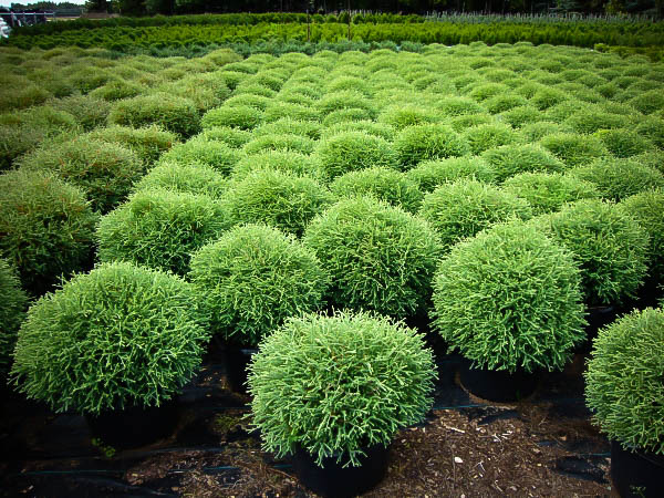 Mr. Bowling Ball Arborvitae Shrubs For Sale | The Tree Center
