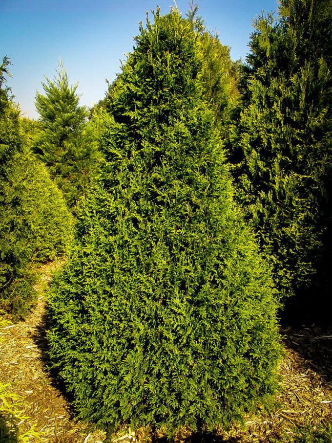 Thuja Trees for Sale Online | Green Giant Arborvitaes | The Tree Center
