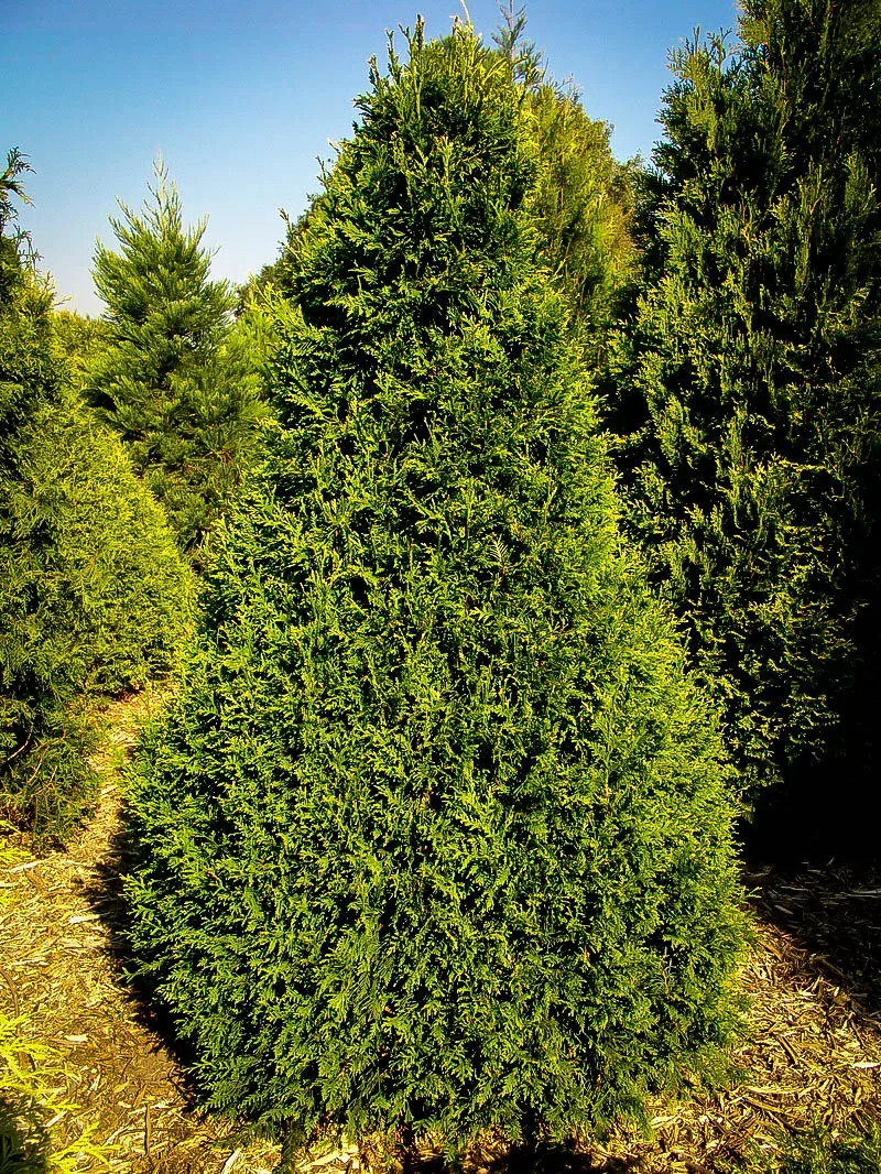 Thuja Trees for Sale Online | Green Giant Arborvitaes | The Tree Center