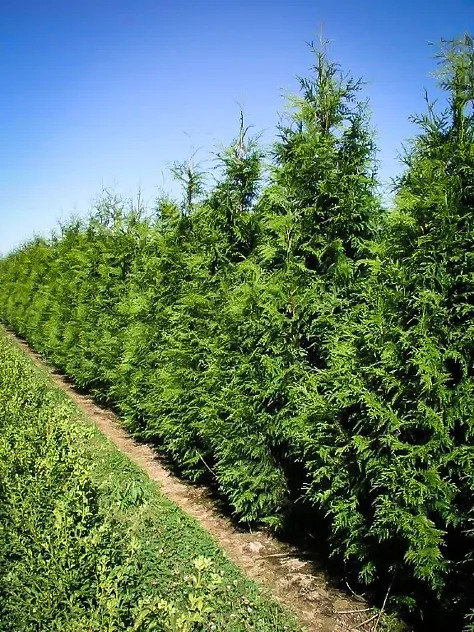 Sam Cherry Tree For Sale Online | The Tree Center