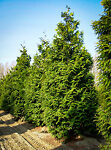 Excelsa Giant Arborvitae For Sale Online | The Tree Center