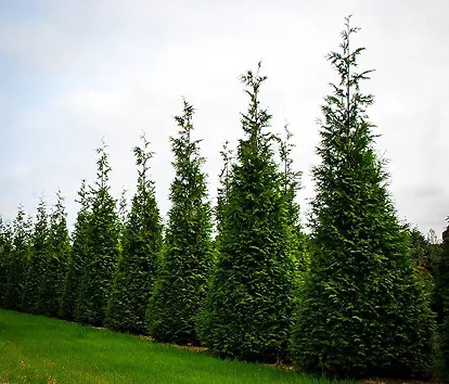 Buy Thuja Green Giant | Green Giant Arborvitae | The Tree Center