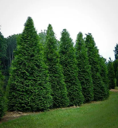 Buy Thuja Green Giant | Green Giant Arborvitae | The Tree Center