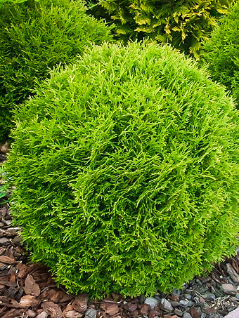 Forever Goldy Arborvitae Trees For Sale | The Tree Center