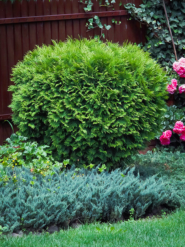 Little Giant Arborvitae Shrubs For Sale | The Tree Center