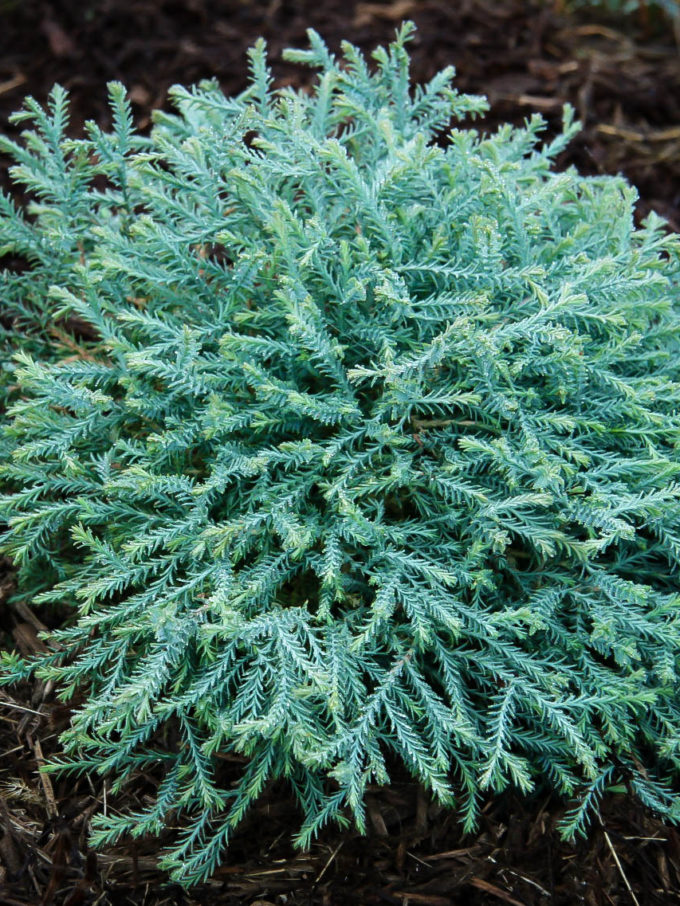 Thuja Trees for Sale Online | Green Giant Arborvitaes | The Tree Center