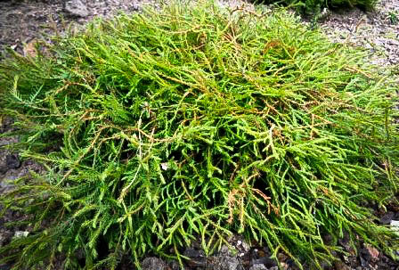 Pancake Arborvitae Shrubs For Sale | The Tree Center