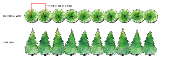 Complete Thuja Green Giant Guide | Planting & Care Tips for Thuja Trees