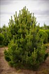 Thunderhead Pine Trees For Sale Online | The Tree Center