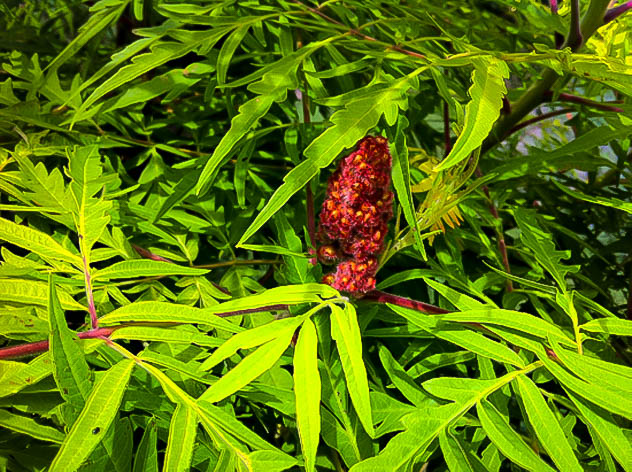 Tiger Eyes Sumac For Sale Online | The Tree Center