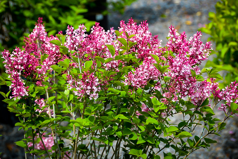 Tinkerbelle Lilac Bushes For Sale | The Tree Center