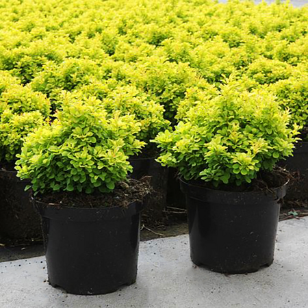 Tiny Gold® Barberry For Sale Online | The Tree Center