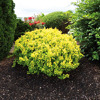 Tiny Gold® Barberry For Sale Online | The Tree Center